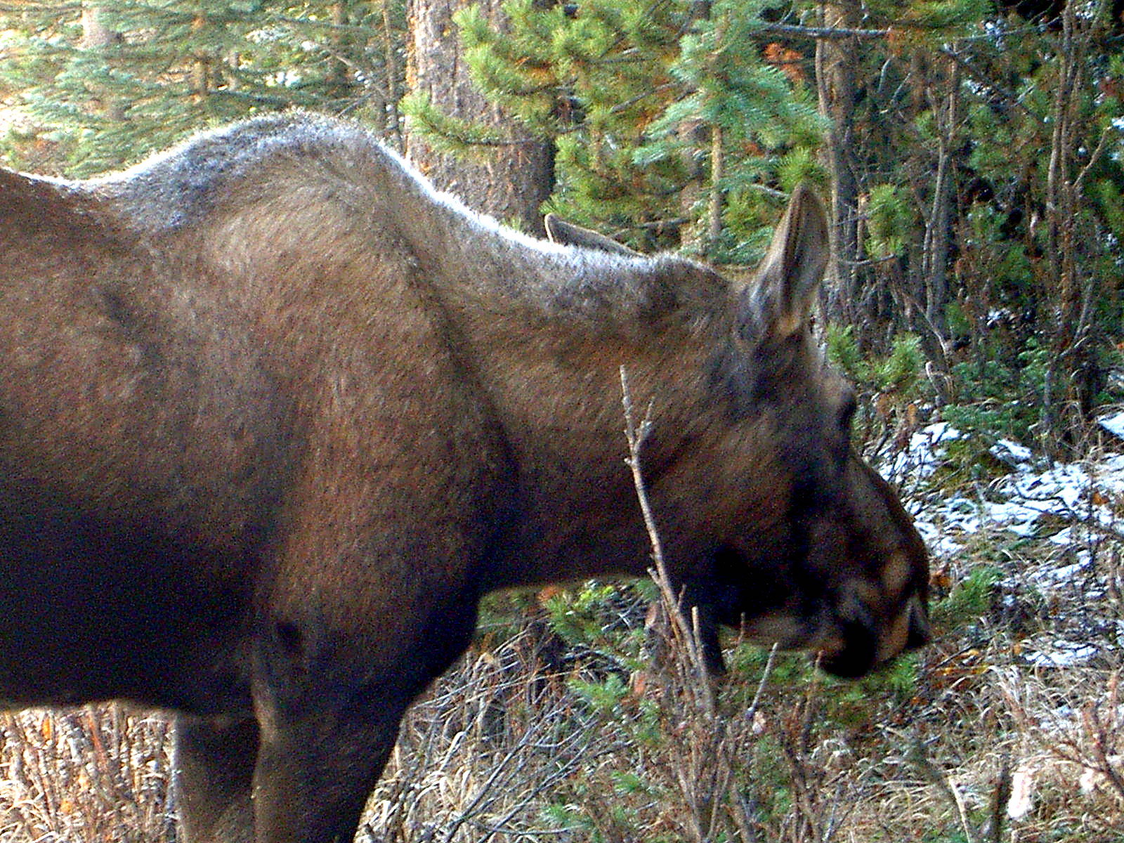 ¡Sorpresota! Encuentro cercano con alces canadienses en Alberta ...