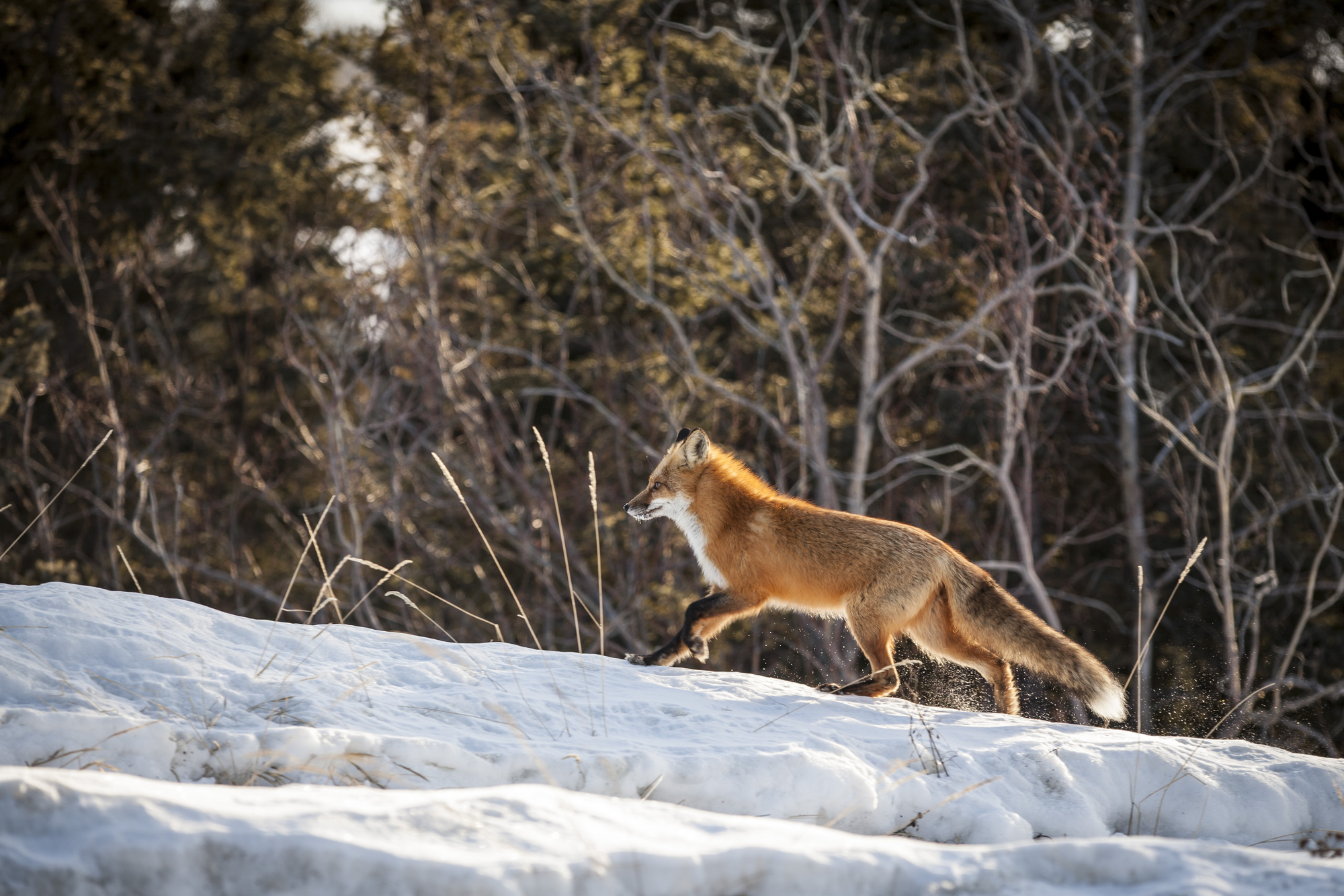 Canadian wildlife: 6 of our favourite photos | Destination Canada