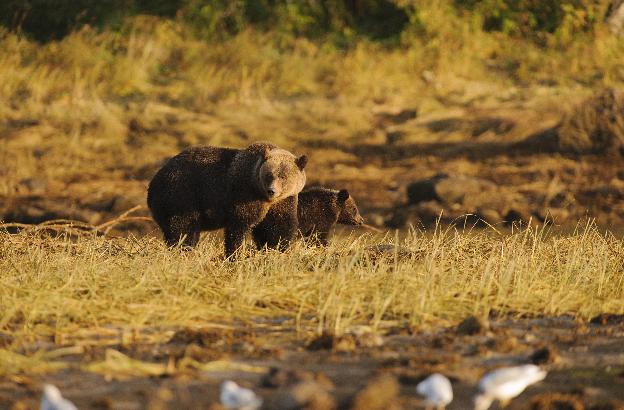 A quick guide to the Great Bear Rainforest | Destination Canada