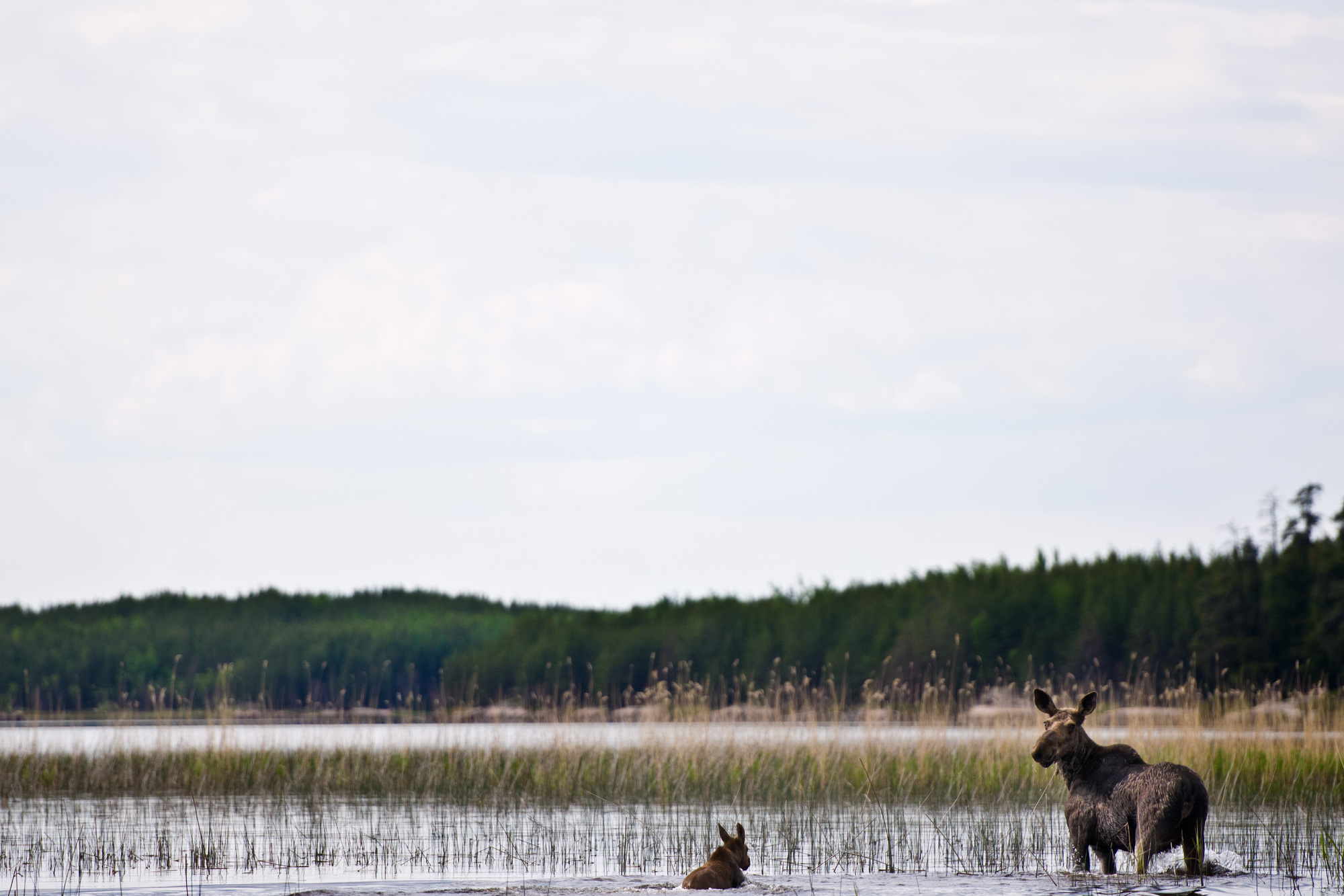 A guide to Manitoba's incredible wildlife | Destination Canada