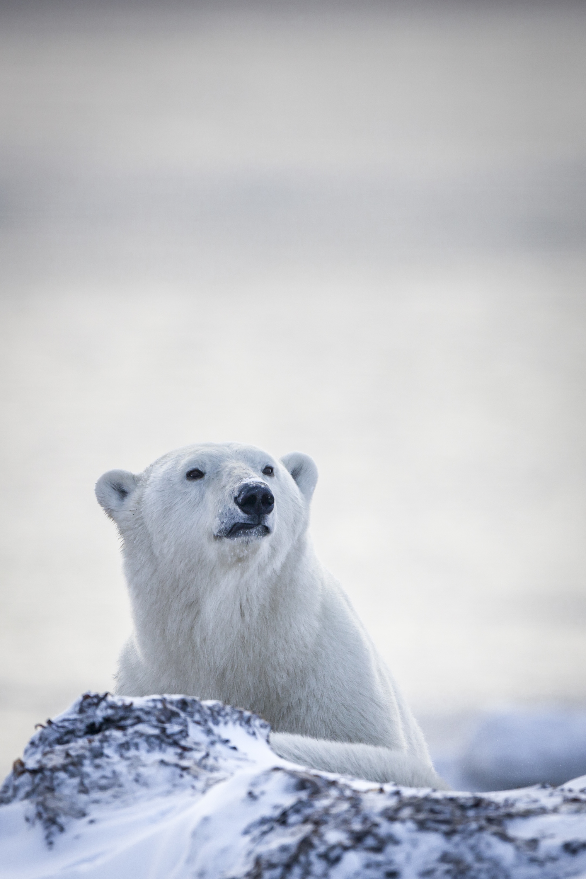 Be awed on a polar bear safari in Nunavut | Destination Canada
