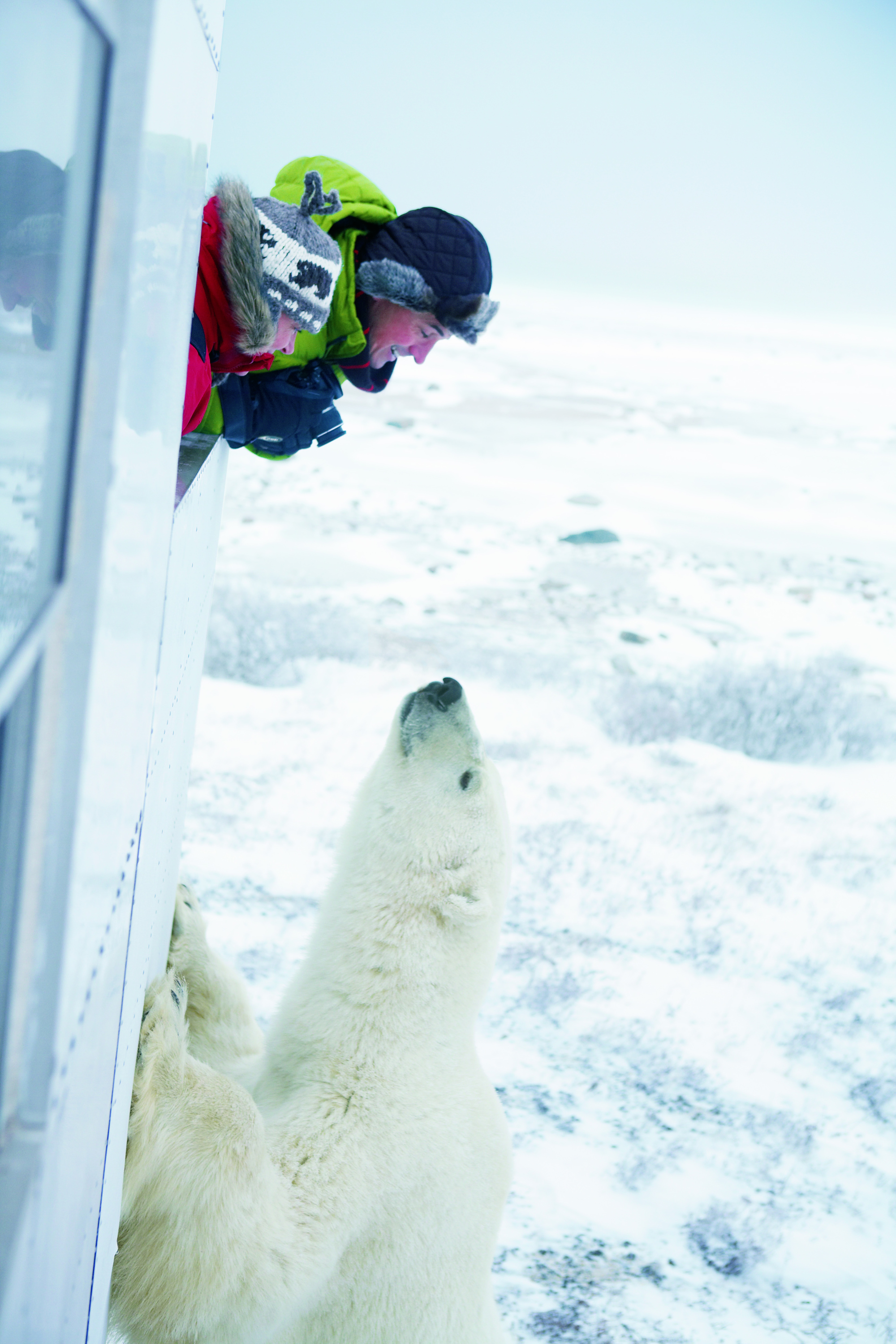 Tundra Polar Bear Drawings