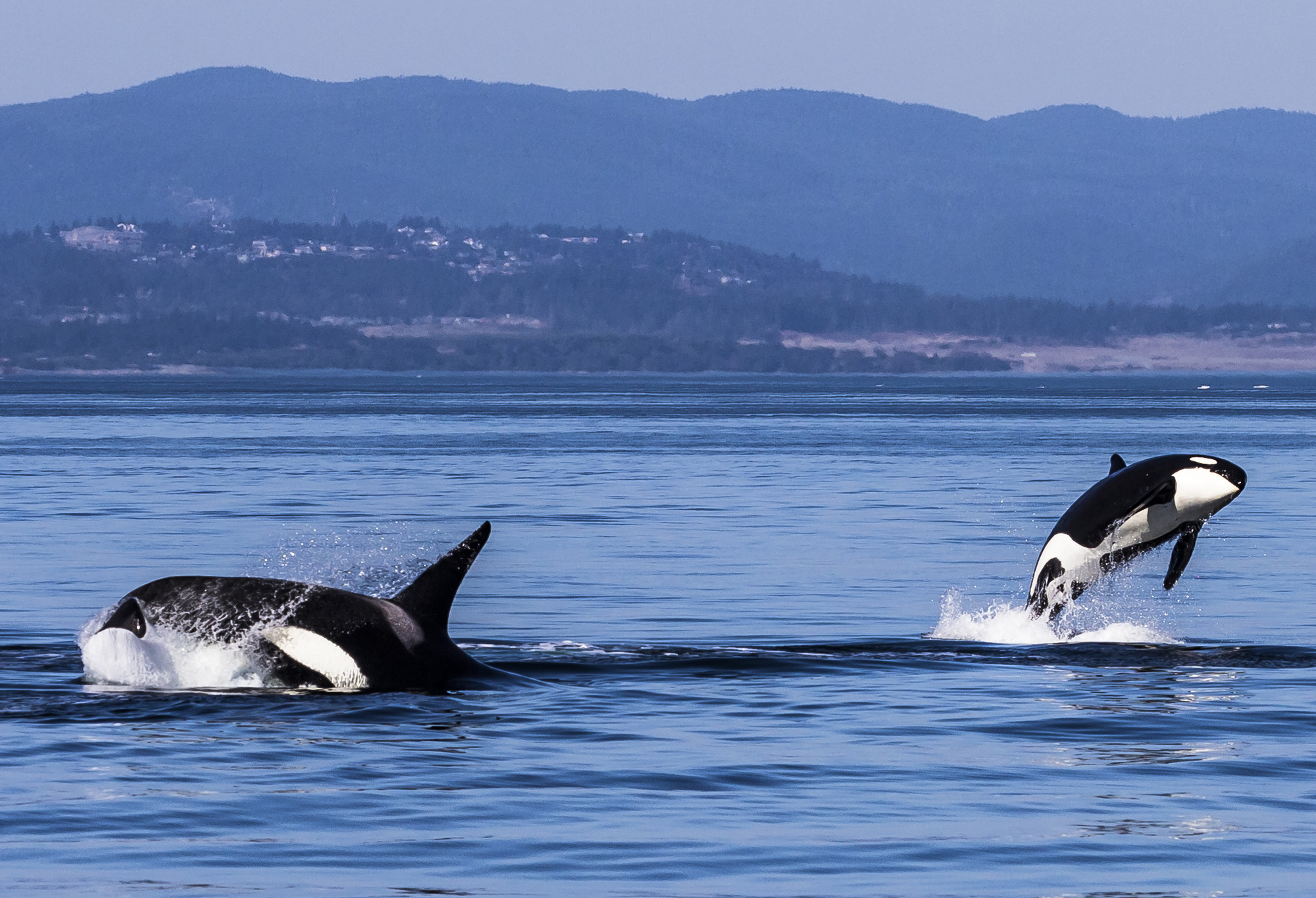 The top 5 places to spot whales in British Columbia | Destination Canada